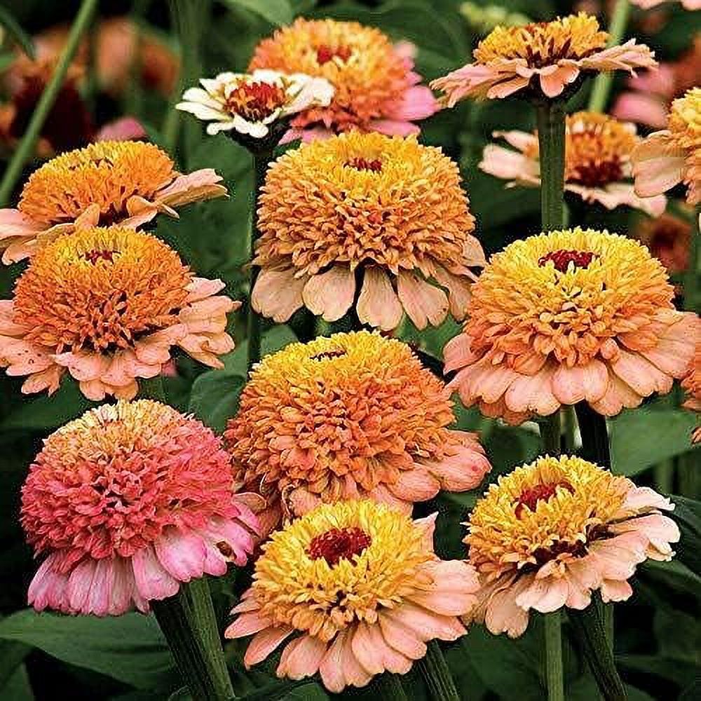 Park Seed Zinnia Flower Plant Seeds, Easy to Grow, Perfect for Spring ...