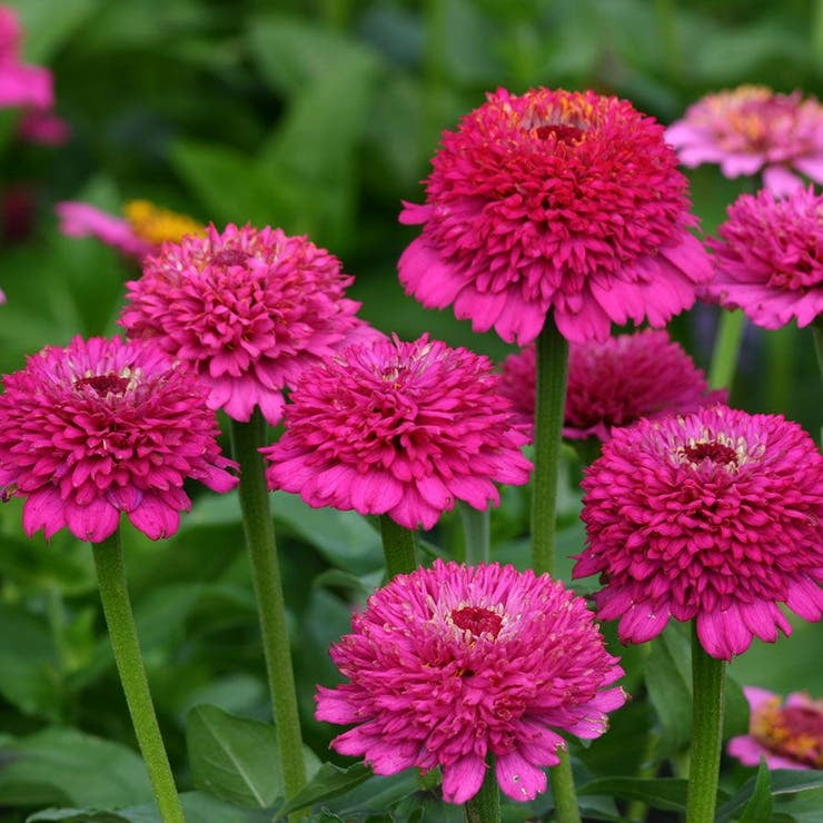 Park Seed Zinnia Flower Plant Seeds, Easy to Grow, Perfect for Spring ...