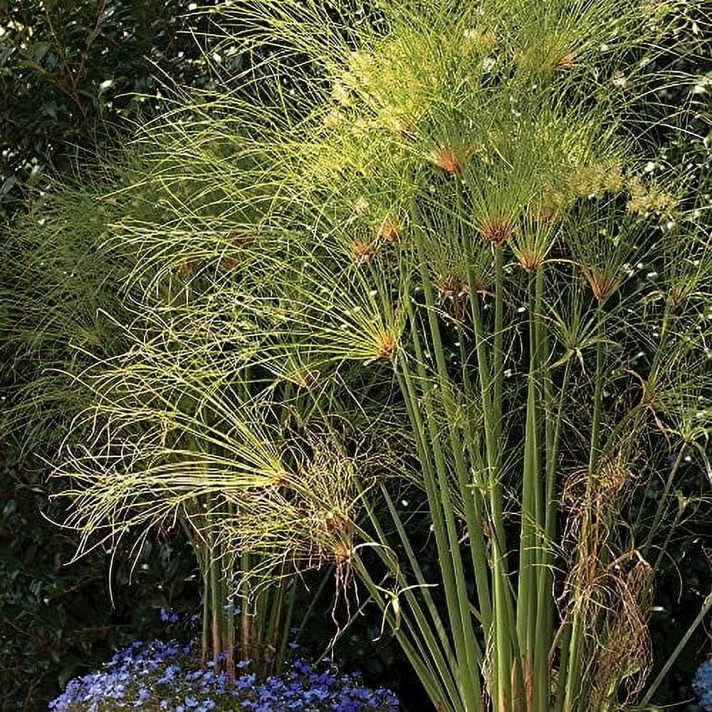 Park Seeds Cyperus Papyrus, Pack of 30 Flower Seeds - Walmart.com