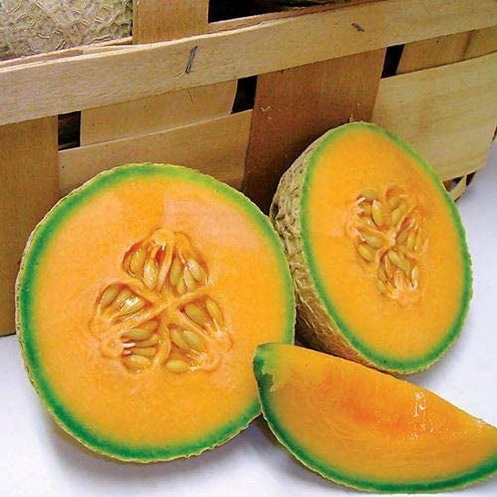 Park Seeds Sugar Cube Melon Cantaloupe, Succulent and Sweet, Pack of 15 ...