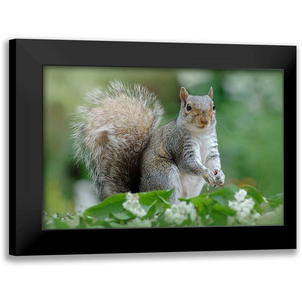 Parker, Jacky 24x17 Black Modern Framed Museum Art Print Titled - Eastern Grey Squirrel ...