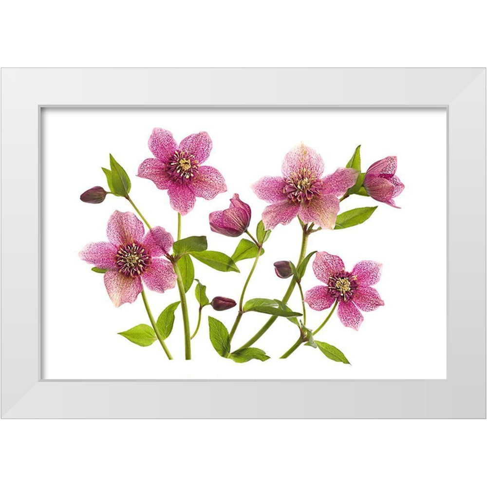 Parker, Jacky 24x17 White Modern Wood Framed Museum Art Print Titled - Helleborus X Hybridus ...