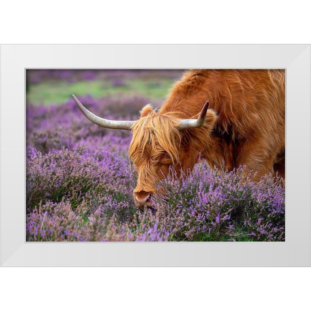 Parker, Jacky 24x17 White Modern Wood Framed Museum Art Print Titled - Highland Graze - Walmart.com