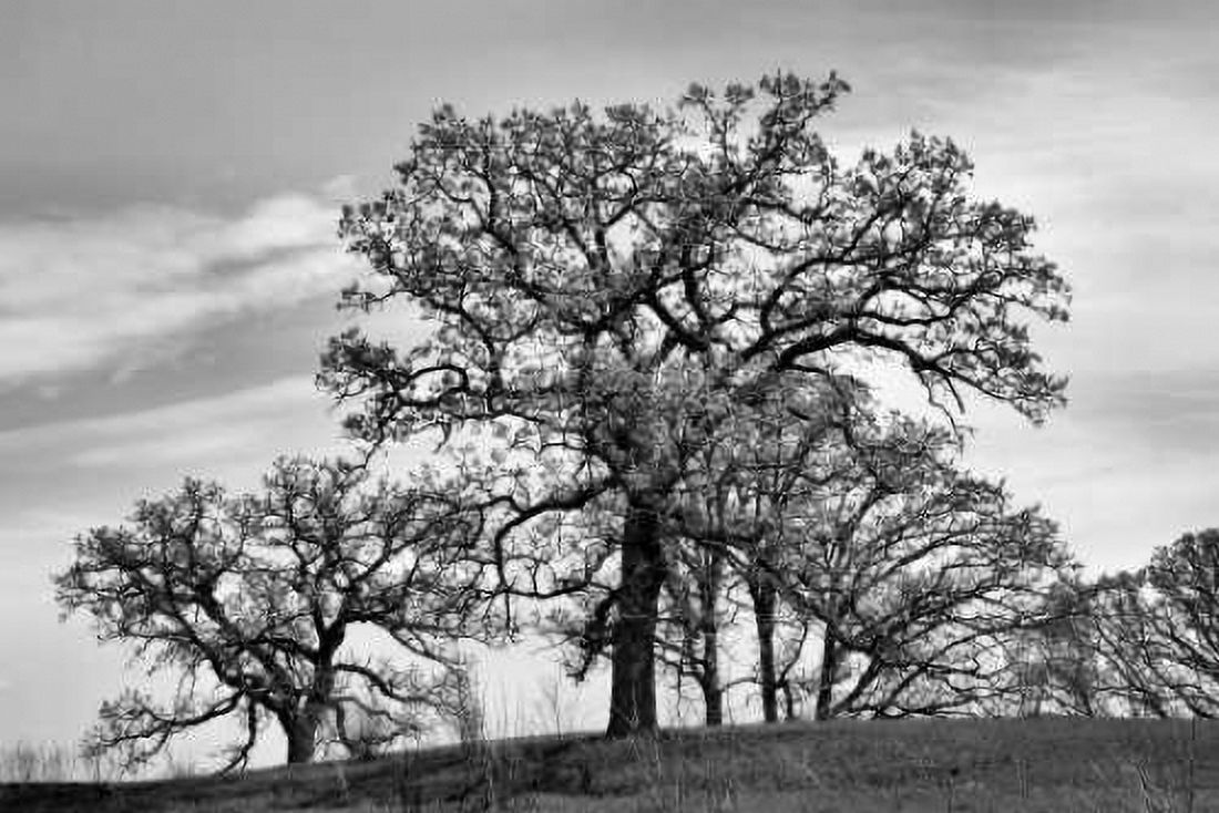 Parkside Poster Print by Denise Romita (12 x 18) - Walmart.com