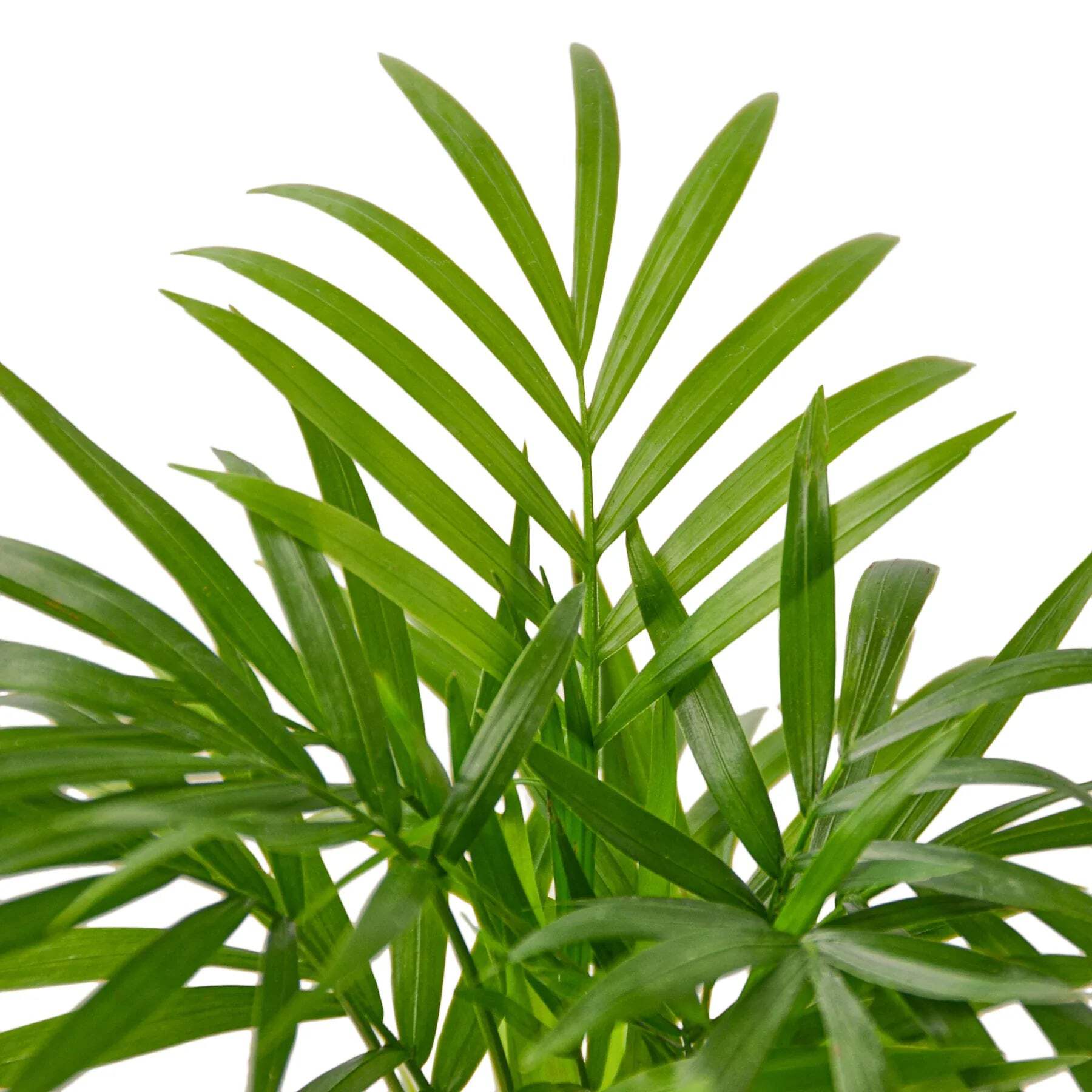Parlor Palm, 10" Pot, Indoor Houseplant, Easy Care, Live Plant for ...