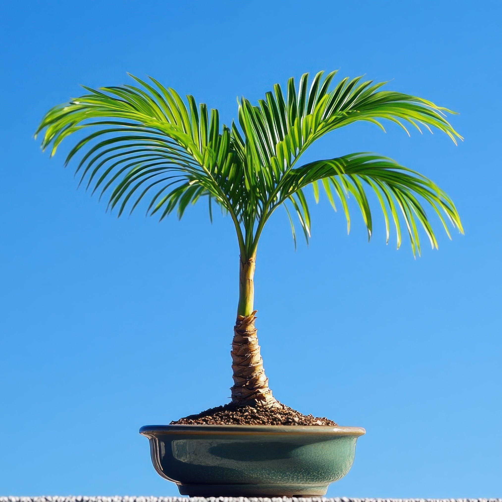 Parlor Palm Bonsai Tree Seeds to Grow - 5 Seeds - Walmart.com