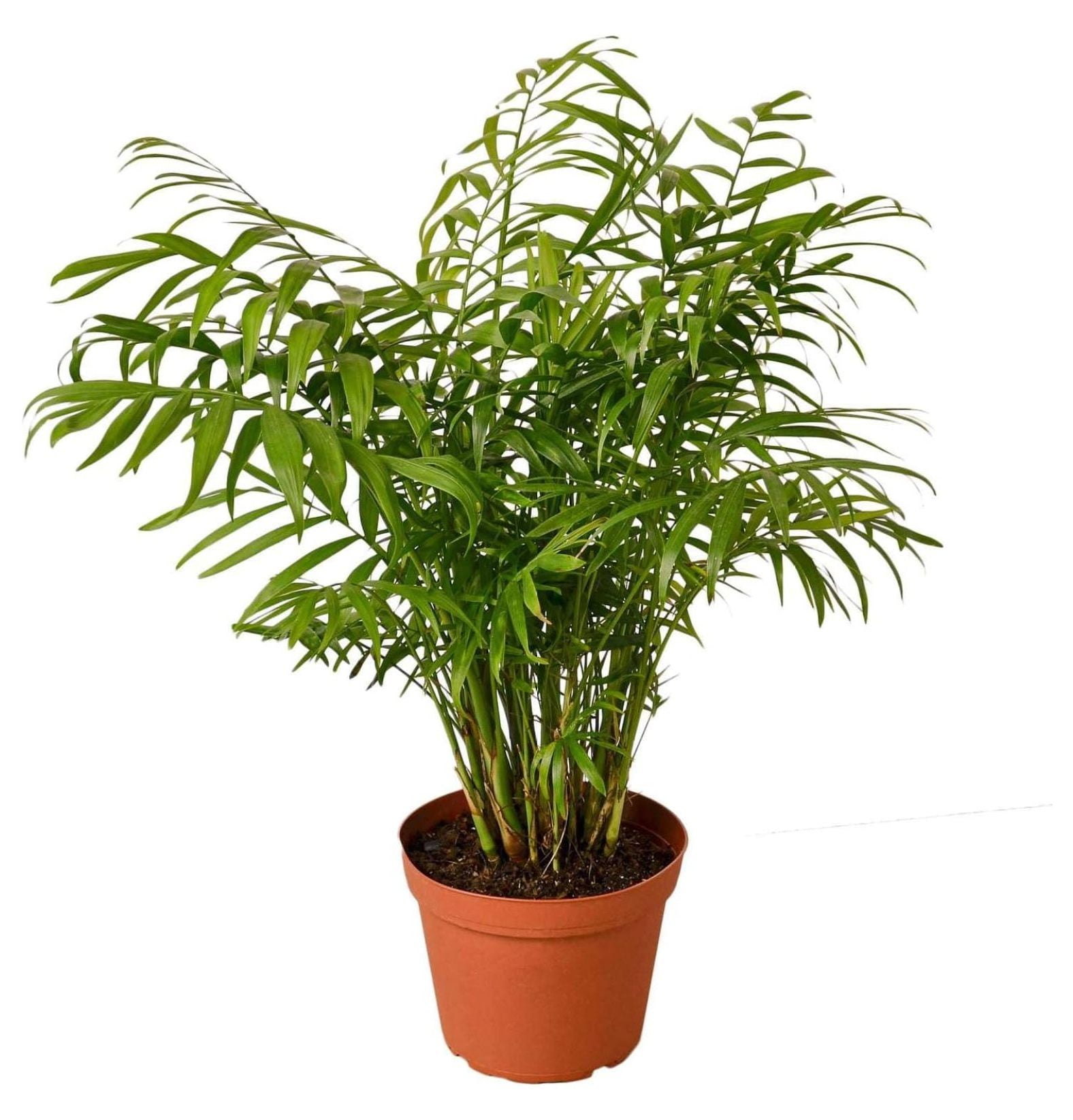 Parlor Palm Live Plant for Indoor | Different Houseplants in 4'' & 6 ...
