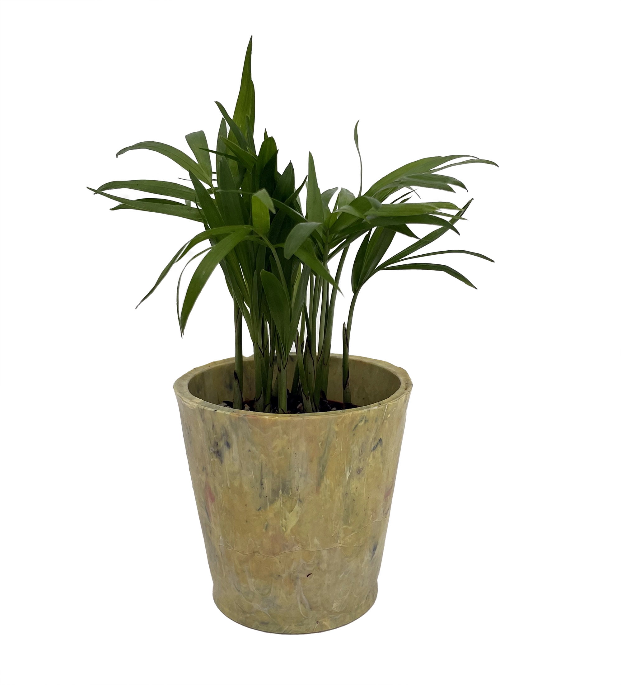 Parlor Palm Neanthe Bella in 2.5" Yellow Recycled Plastic Pot - Walmart.com