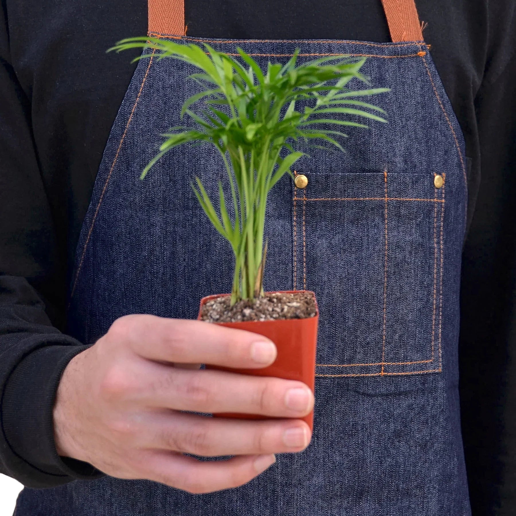 Parlor Palm Tree - Walmart.com