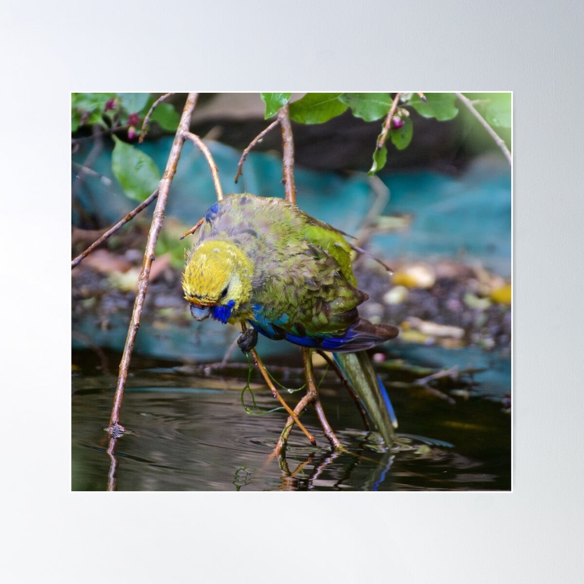 Parrot ~ Green Rosella Fkcy6Zg6 By David Irwin Poster Wall Art, Modern ...