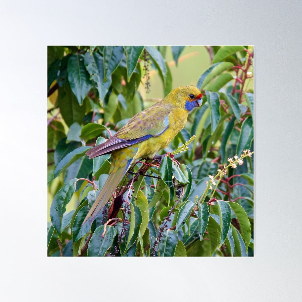 Parrot ~ Green Rosella Frpdcxta By David Irwin Poster Wall Art, Modern ...
