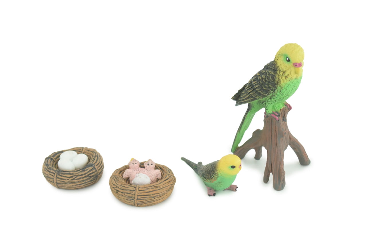 Parrot Life Cycle, 4 Piece Set, Museum Quality, Hand Painted Birds ...