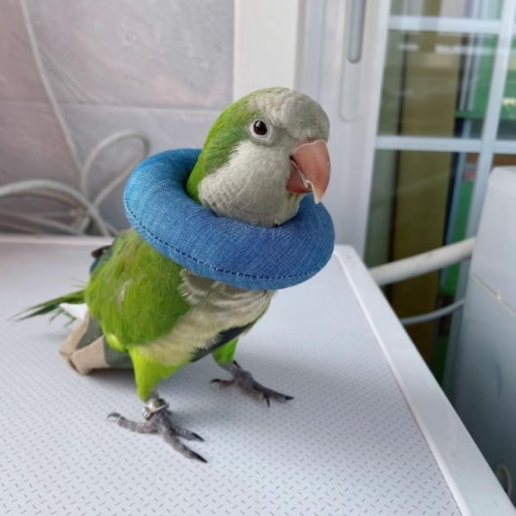 Parrot Neck Collar Anti-bite Feather Protective Cover for Birds Random ...