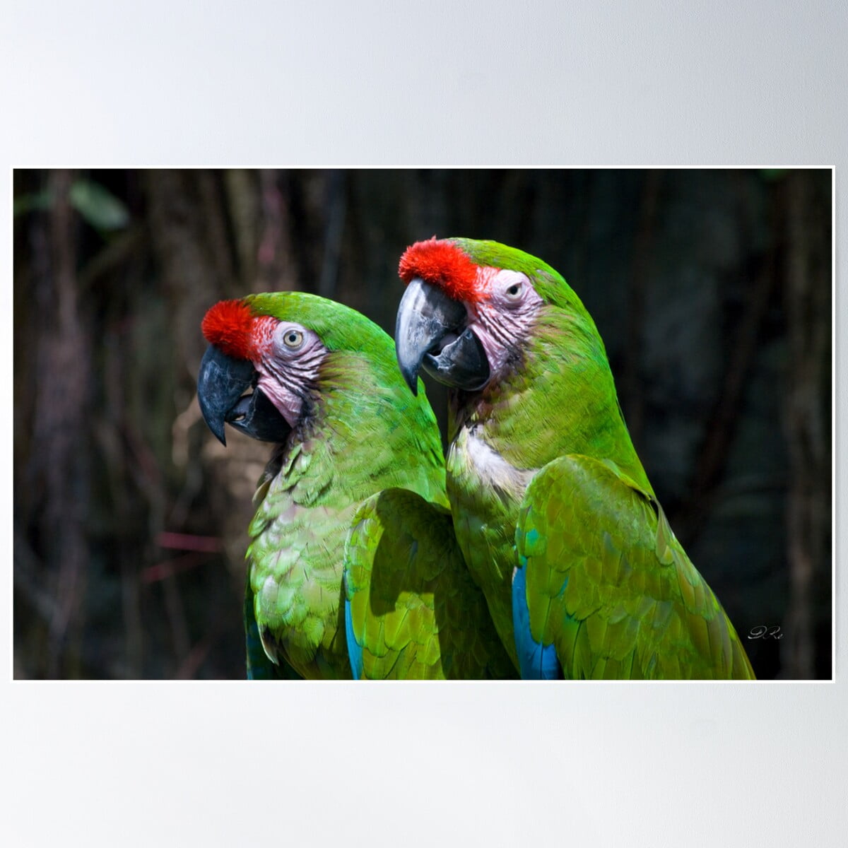 Parrots Poster Wall Art, Modern Wall Decor For Living Room Bedroom ...