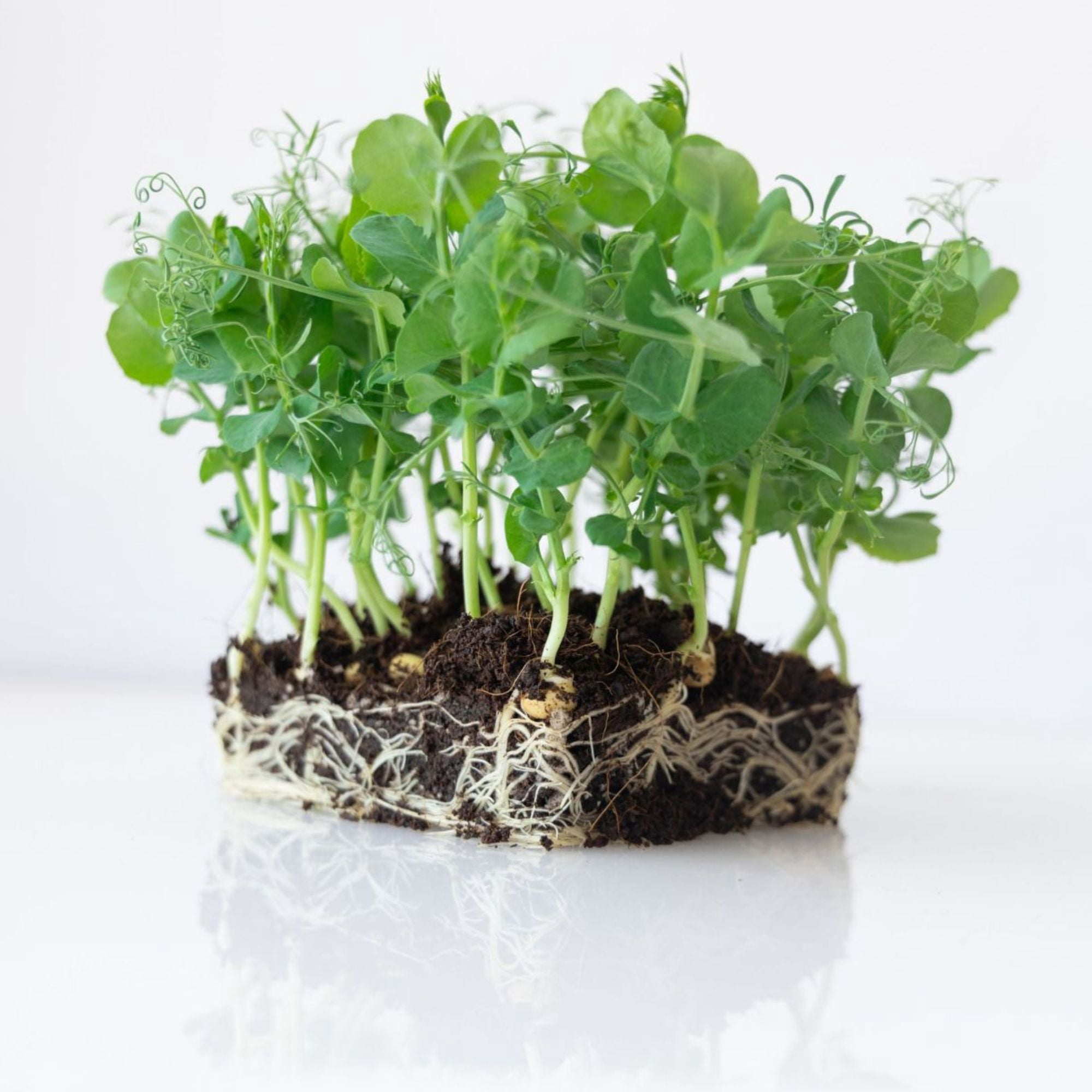 Parsley Pea 5 Lb ~9,600 Seeds – Pisum sativum ‘Parsley ’Pea’ — Non-GMO ...