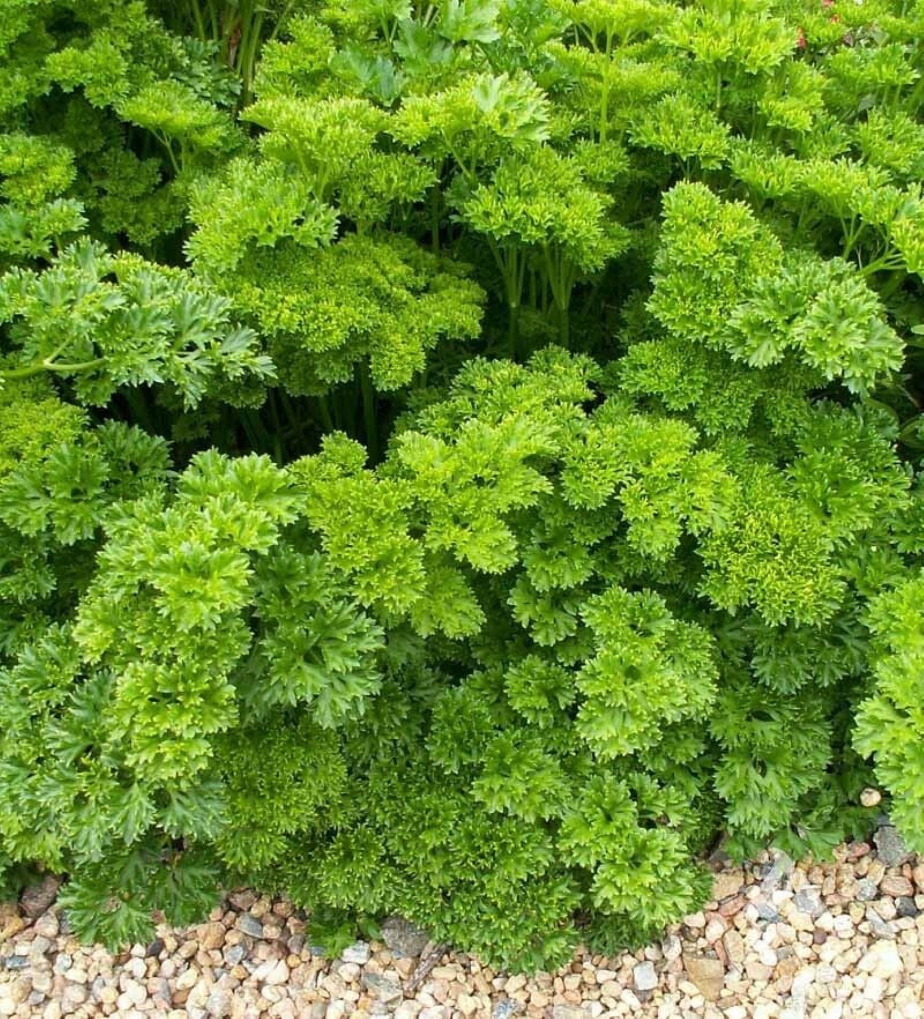Parsley Triple Moss Curled Seeds/ Annual/ Full Sun/ 66K Seeds 1/4lb ...