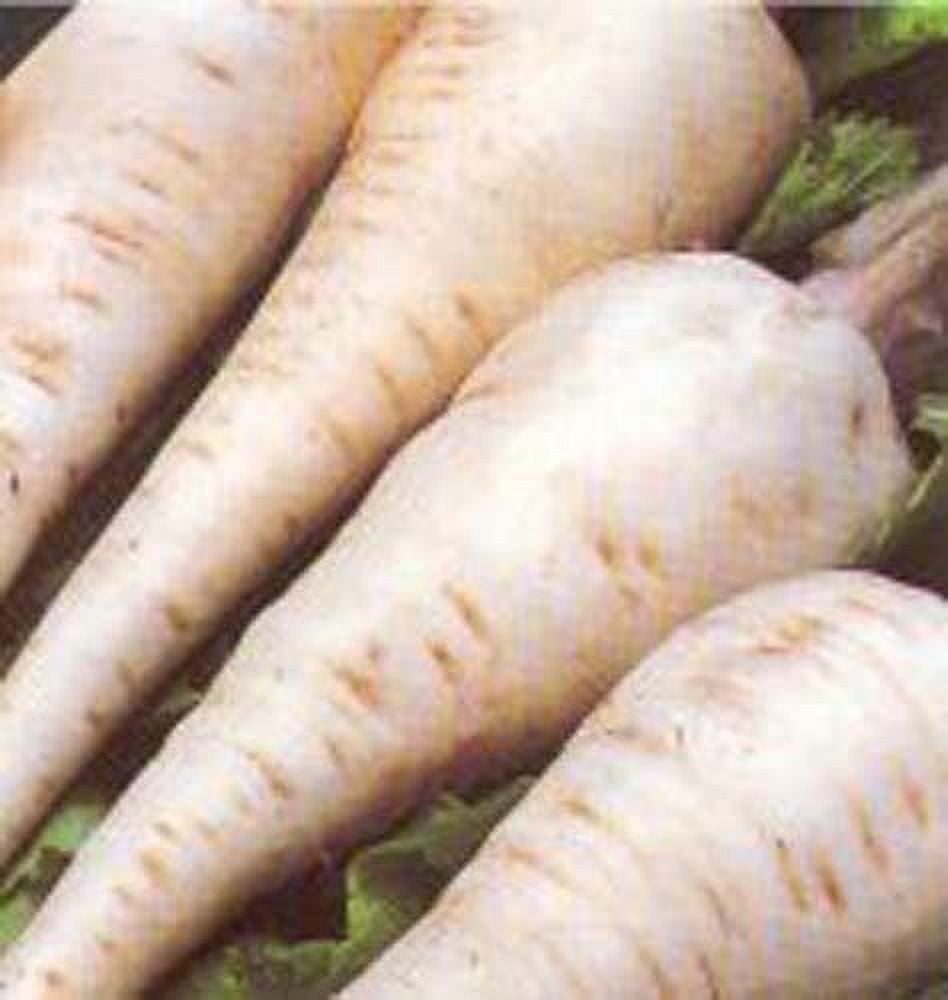 Parsnip Harris Model Great Heirloom Vegetable 3,000 Seeds - Walmart.com