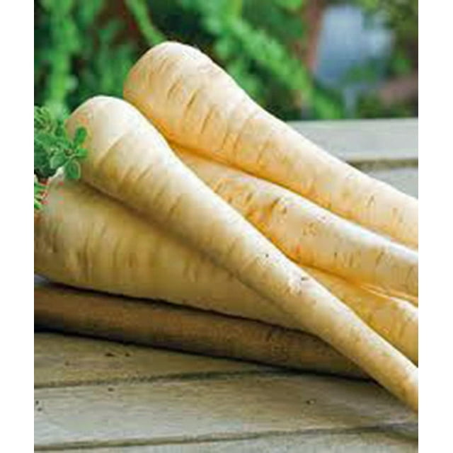 Parsnip, Harris Model, Heirloom, Non GMO, 200 Seeds, Parsnip Seeds for ...