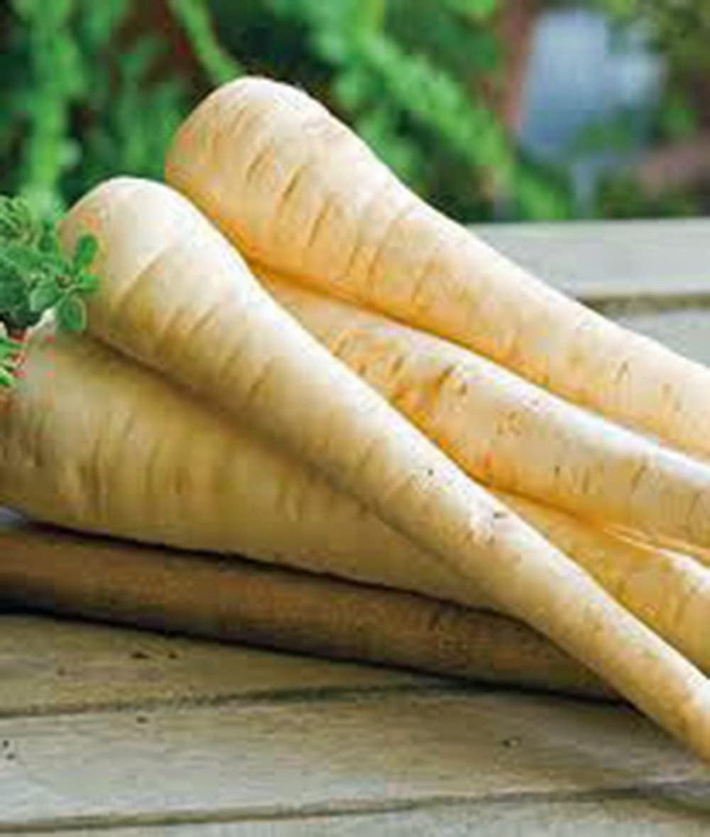 Parsnip, Harris Model, Heirloom, Non GMO, 500 Seeds, Parsnip Seeds for Growing - Walmart.com