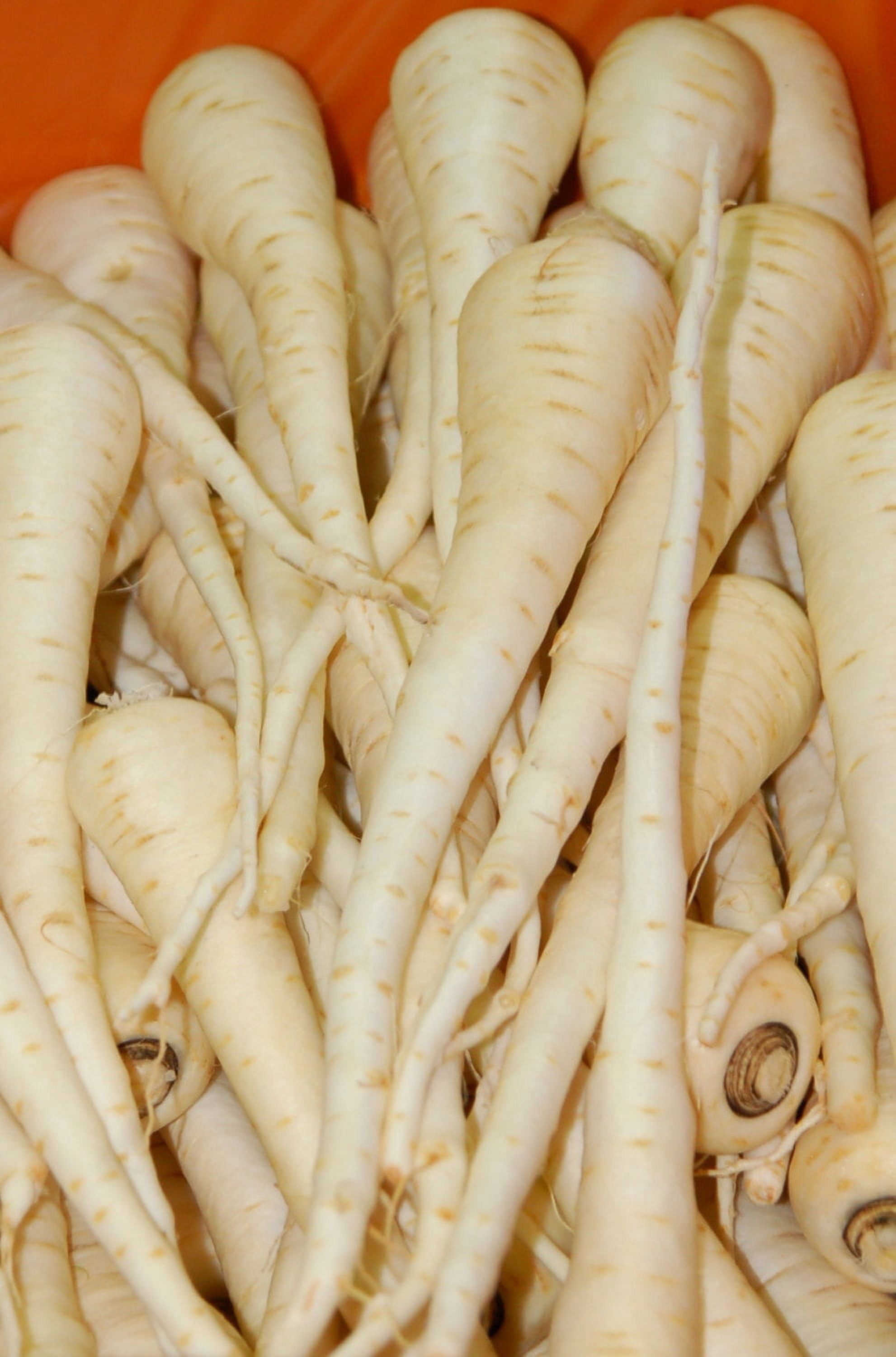 Parsnip Hollow Crown Seeds/ Full Sun/ Biennial/ 7K Seeds 1 oz ...
