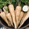 Parsnip Seeds - All-American - Packet - Vegetable Seeds, Heirloom Seed ...