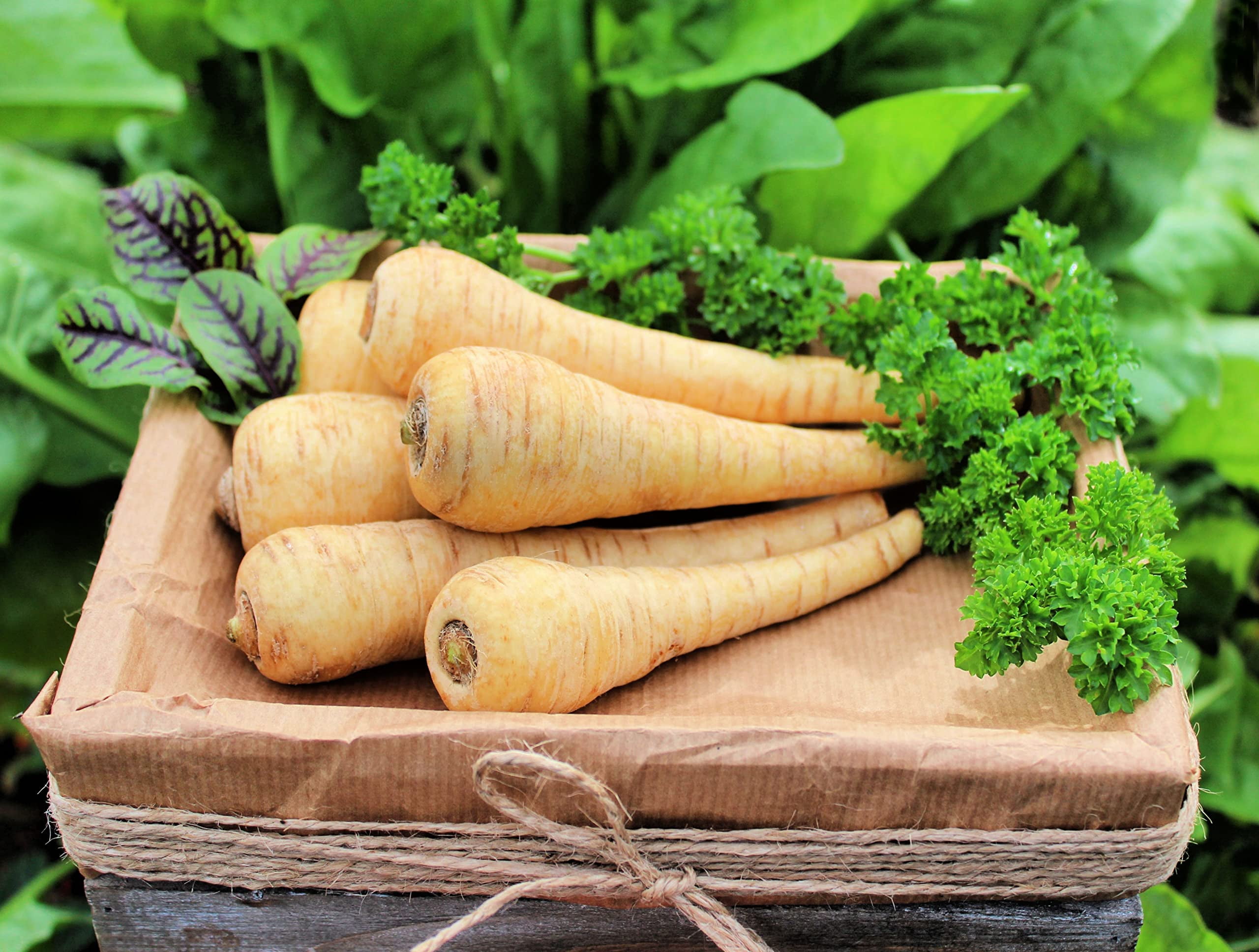 Parsnip Seeds for Planting - 100+ Seeds - Heirloom Garden Vegetable ...
