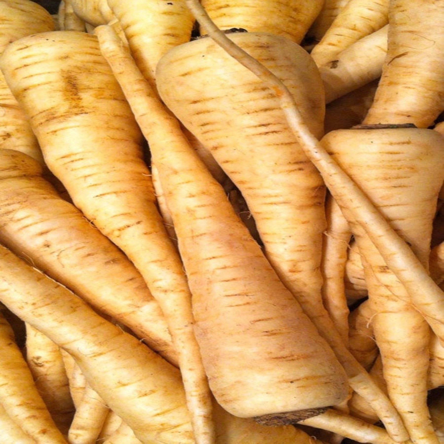 Parsnips Hollow Crown Seeds - Walmart.com