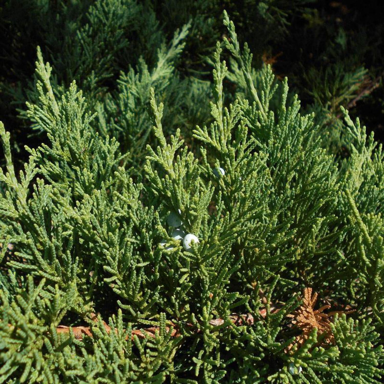 Parson's Juniper - 1 Gallon Pot, Live Coniferous Plant, Full Sun ...