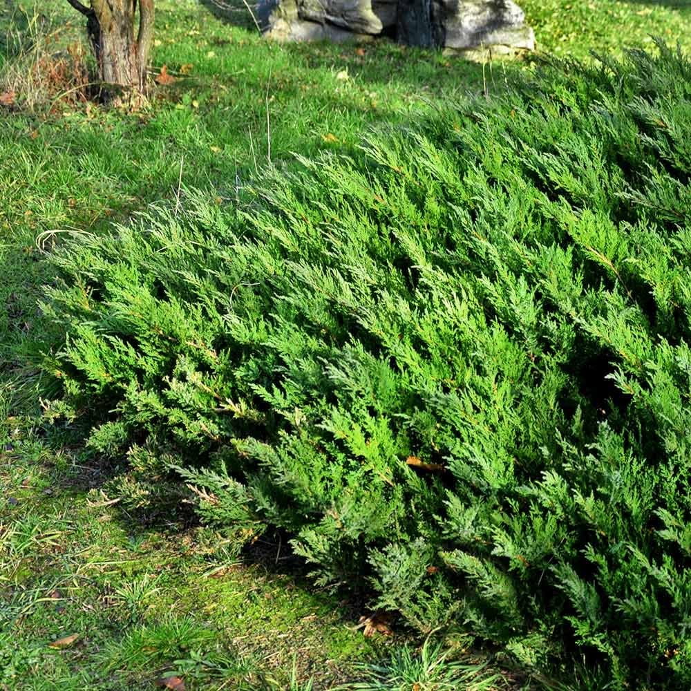 Parsoni Juniper 1 Extra Large 3 Gallon Plant Healthy Drought-Resistant ...