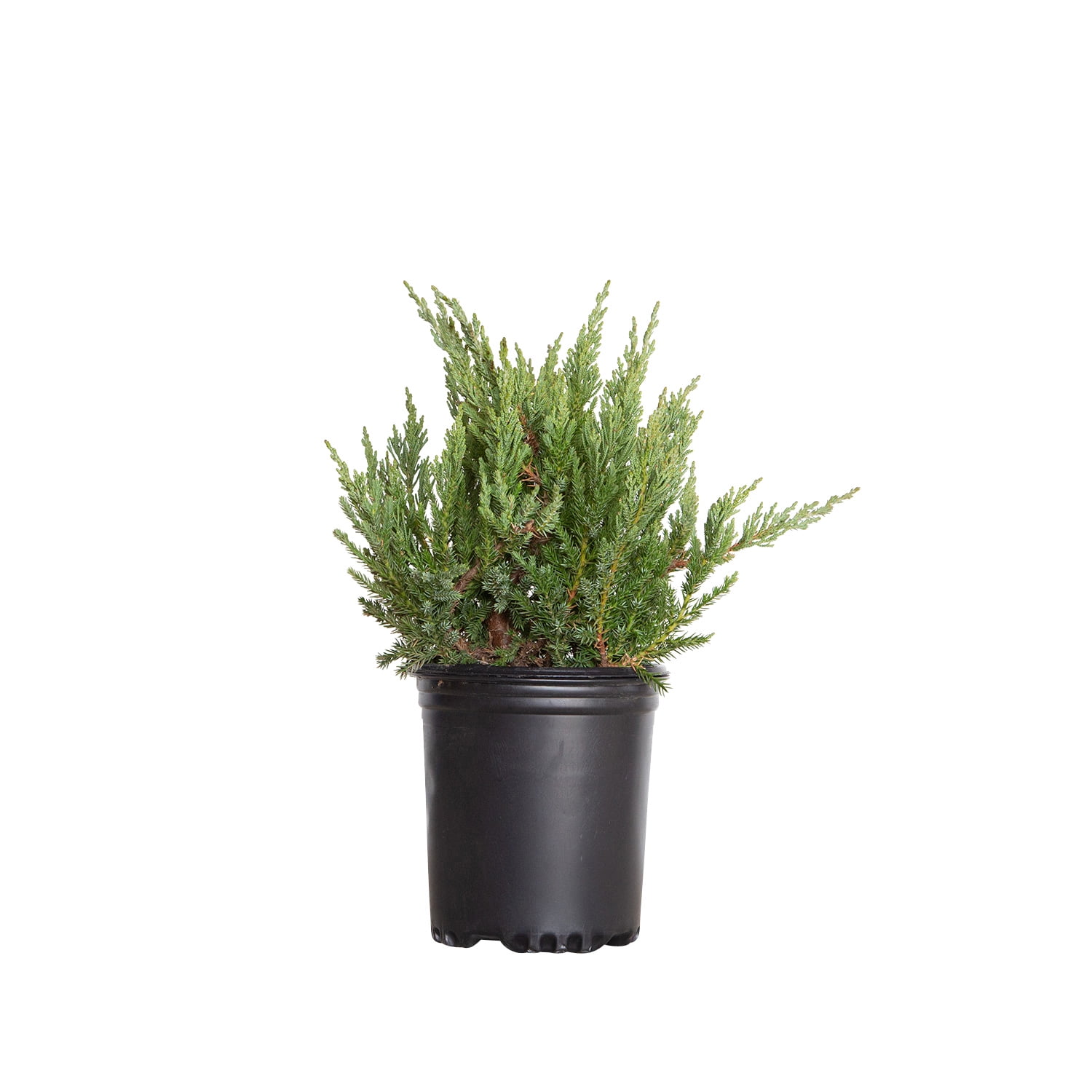 Expert Gardener Parsoni Juniper (2.5 Quart) Low-growing Juniper Shrub ...