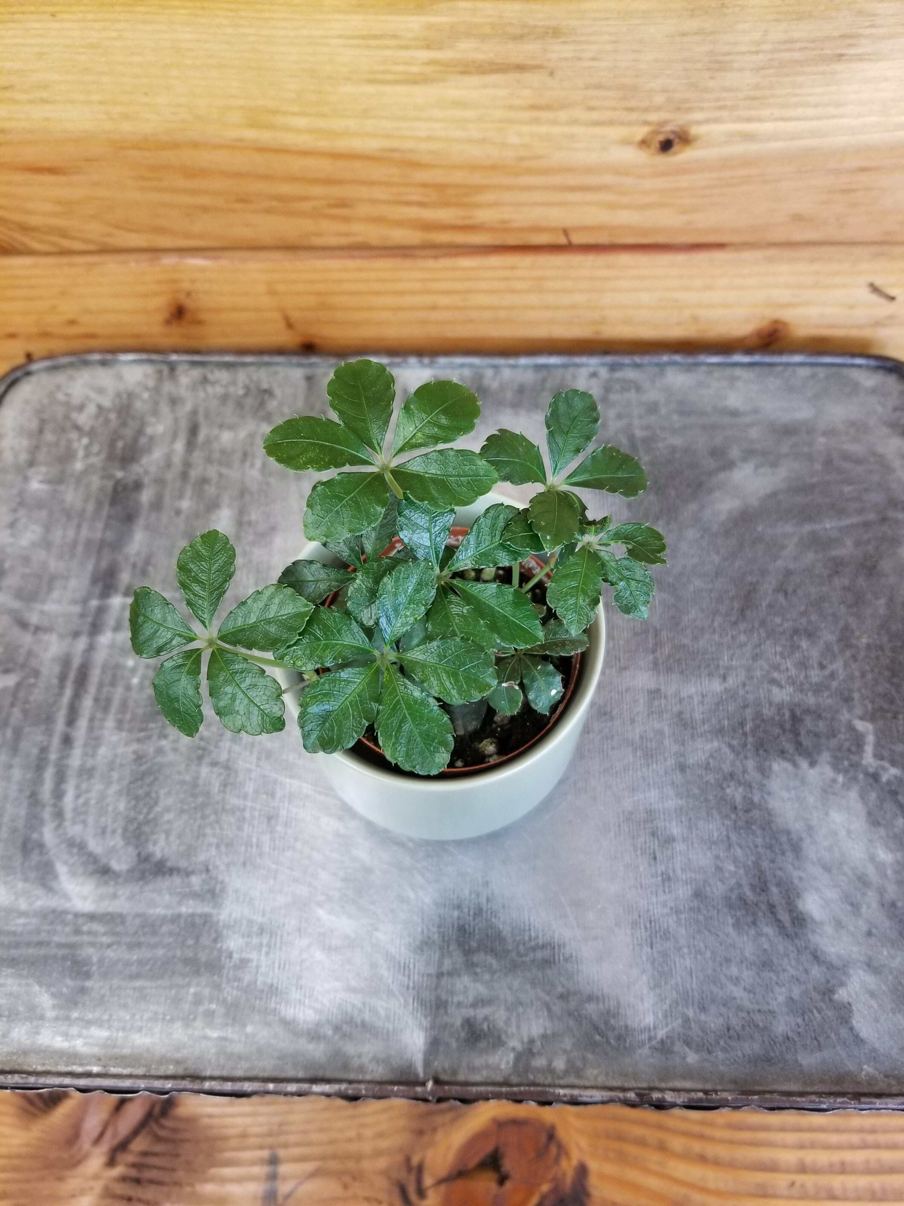 Parthenocissus Sugar Vine, 2" Plant, The Plant Farm - Walmart.com