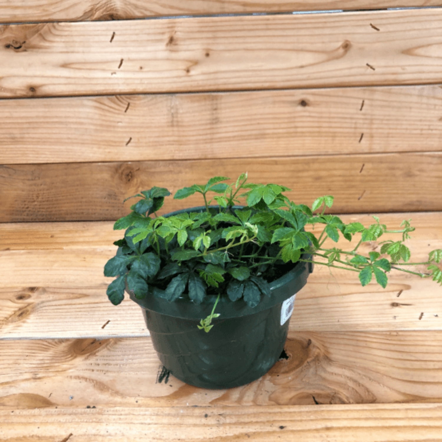 Parthenocissus Sugar Vine, 6" Plant, The Plant Farm - Walmart.com