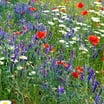 Dryland Wildflower Mix - 4 g Packet ~6800 Seeds - Wild Flower Garden ...
