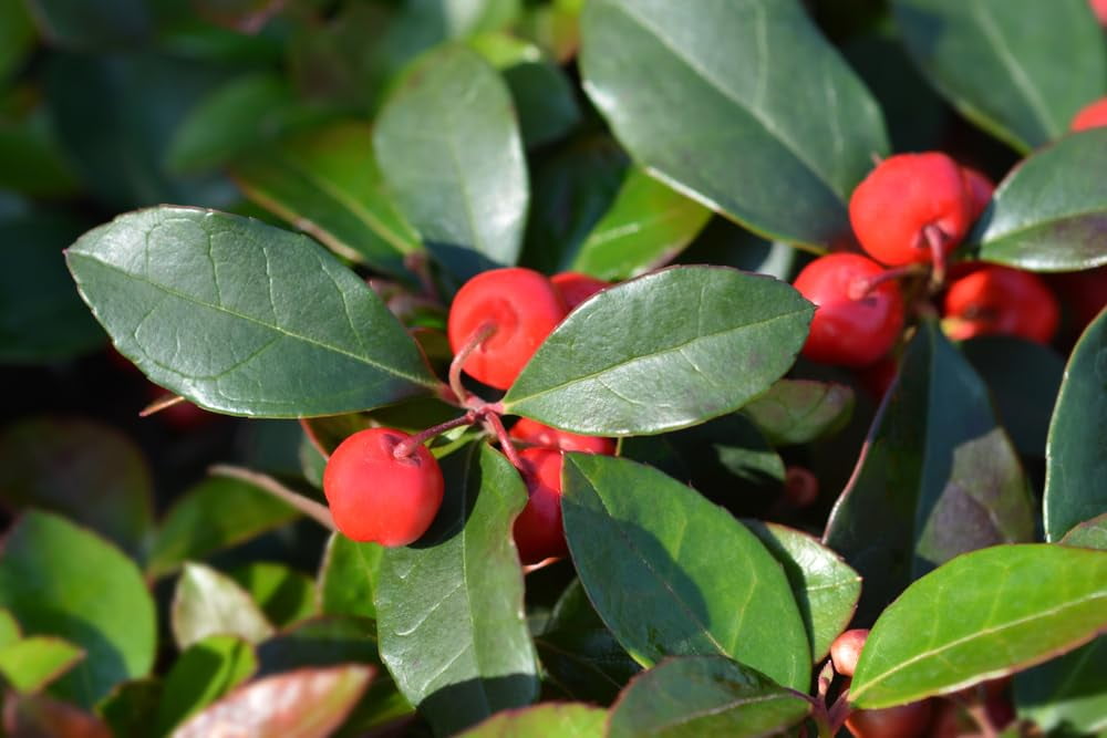 Partridge Berry Plant - Easy to Grow, Very Attractive Red Berries (1 ...