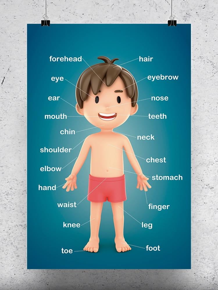 Parts Of The Body Poster -Image by Shutterstock - Walmart.com