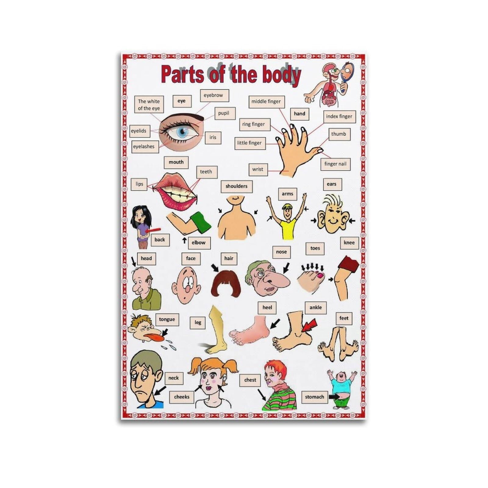 Parts of the body poster Universal posters for bedroom, living room and ...