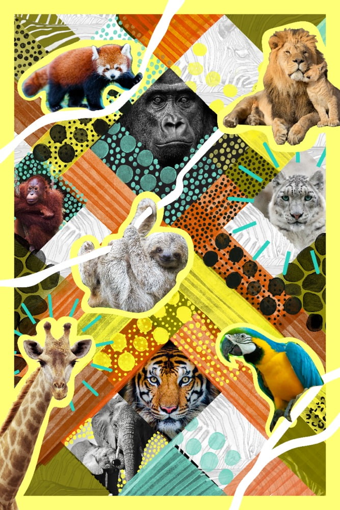Party Animals, Zoo Collage (24x36 Giclee Gallery Art Print, Vivid ...
