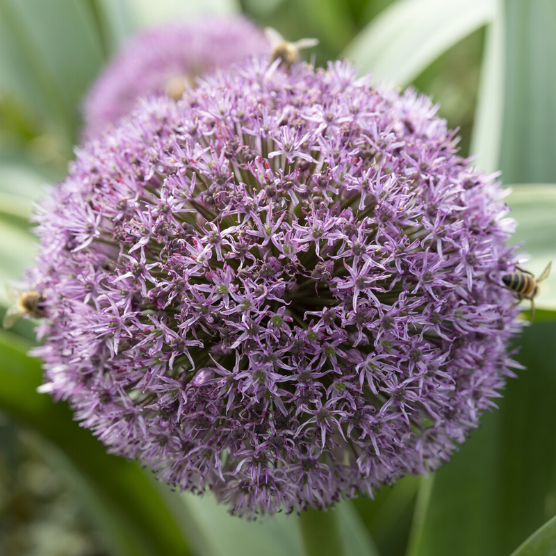 Party Balloons Allium Flower Bulbs - 2 Bulbs per Pack - Attracts ...