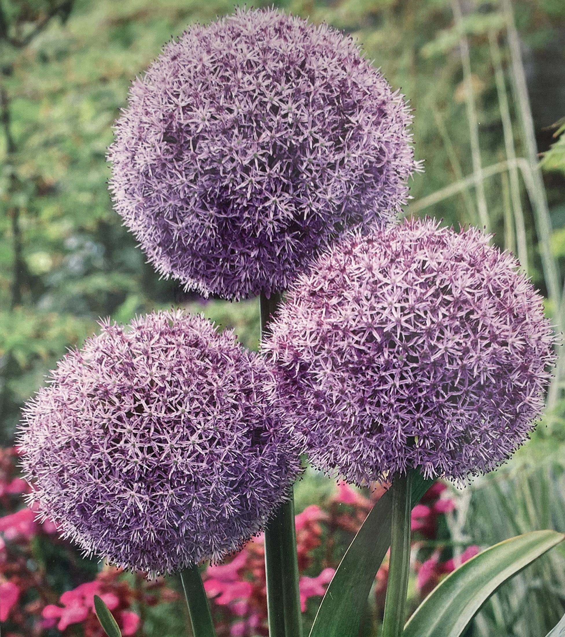 Party Balloons Flowering Onion Allium 1 Bulb - 18/20 cm - New - Walmart.com