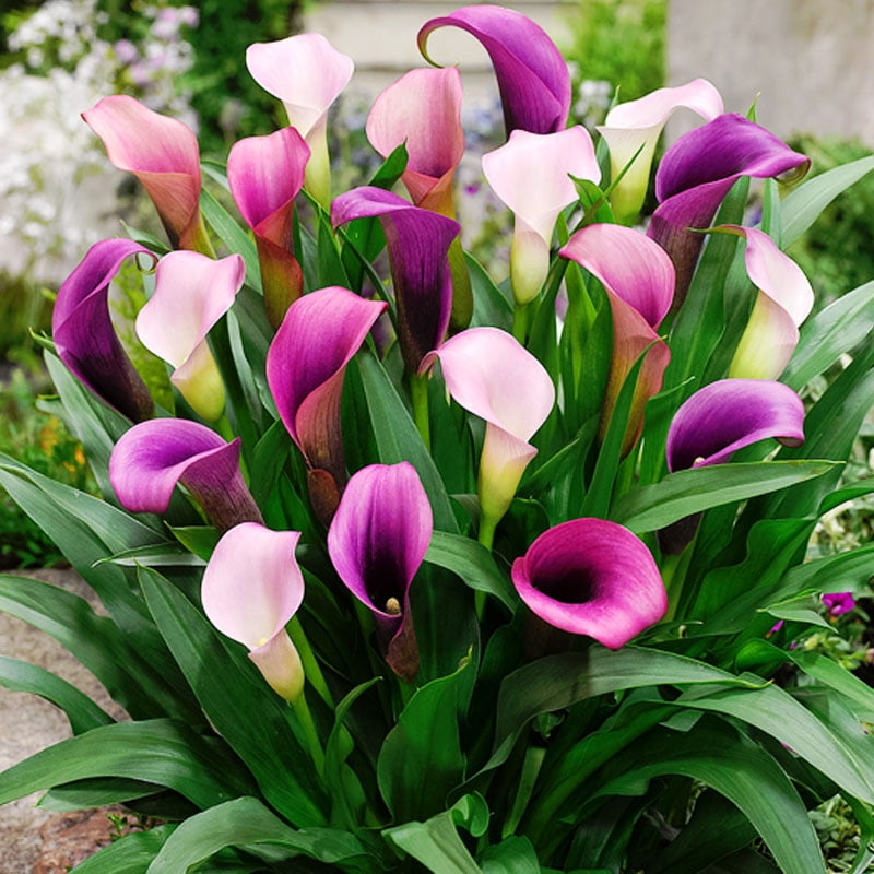 Pasja Calla Lilies Flower Bulbs - 3 Bulbs per Pack - Attracts ...