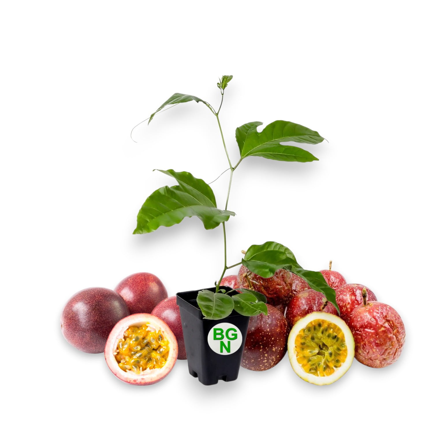 Passiflora “Bounty” – COLD HARDY Passion Fruit Plant – Live Plant ...