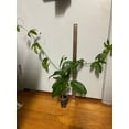 Passiflora edulis Possum Purple Passion Fruit - Live Starter Plant 26 ...