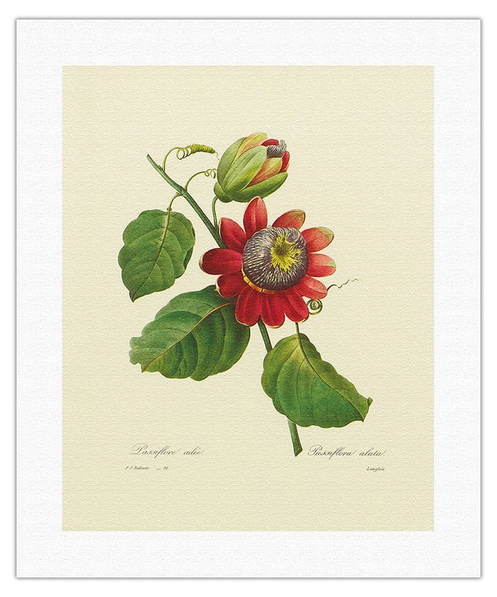 Passion Flower (Passiflora incarnata) - Vintage Botanical Illustration ...