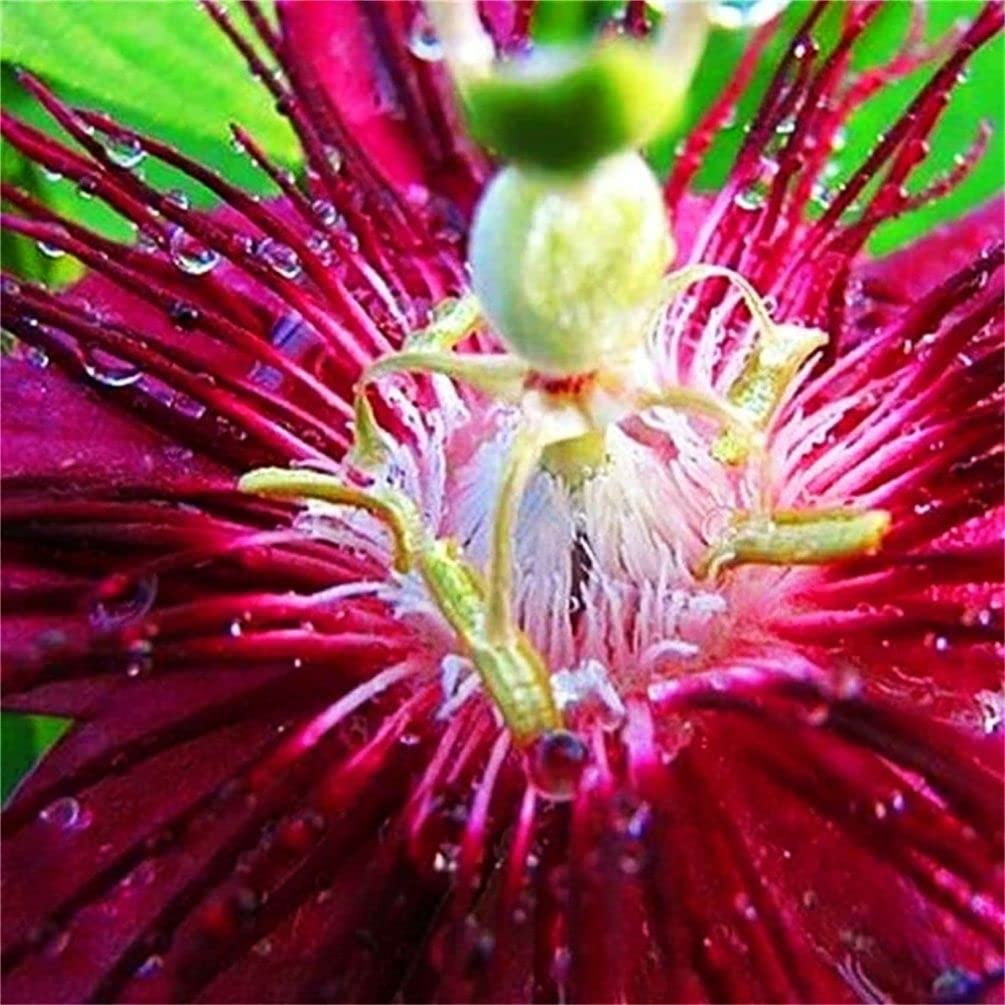Passion Flower Seeds FEV6 Mixed Color 40 Pcs+ Passion Fruit Seeds ...