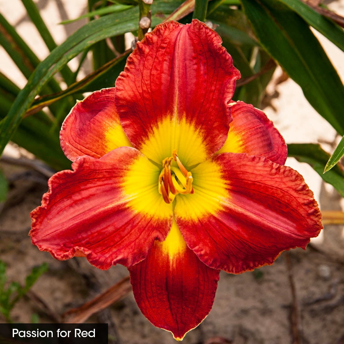 Passion For Red Daylily Potted Flowering Perennial Plant, in a 2.50 Qt ...