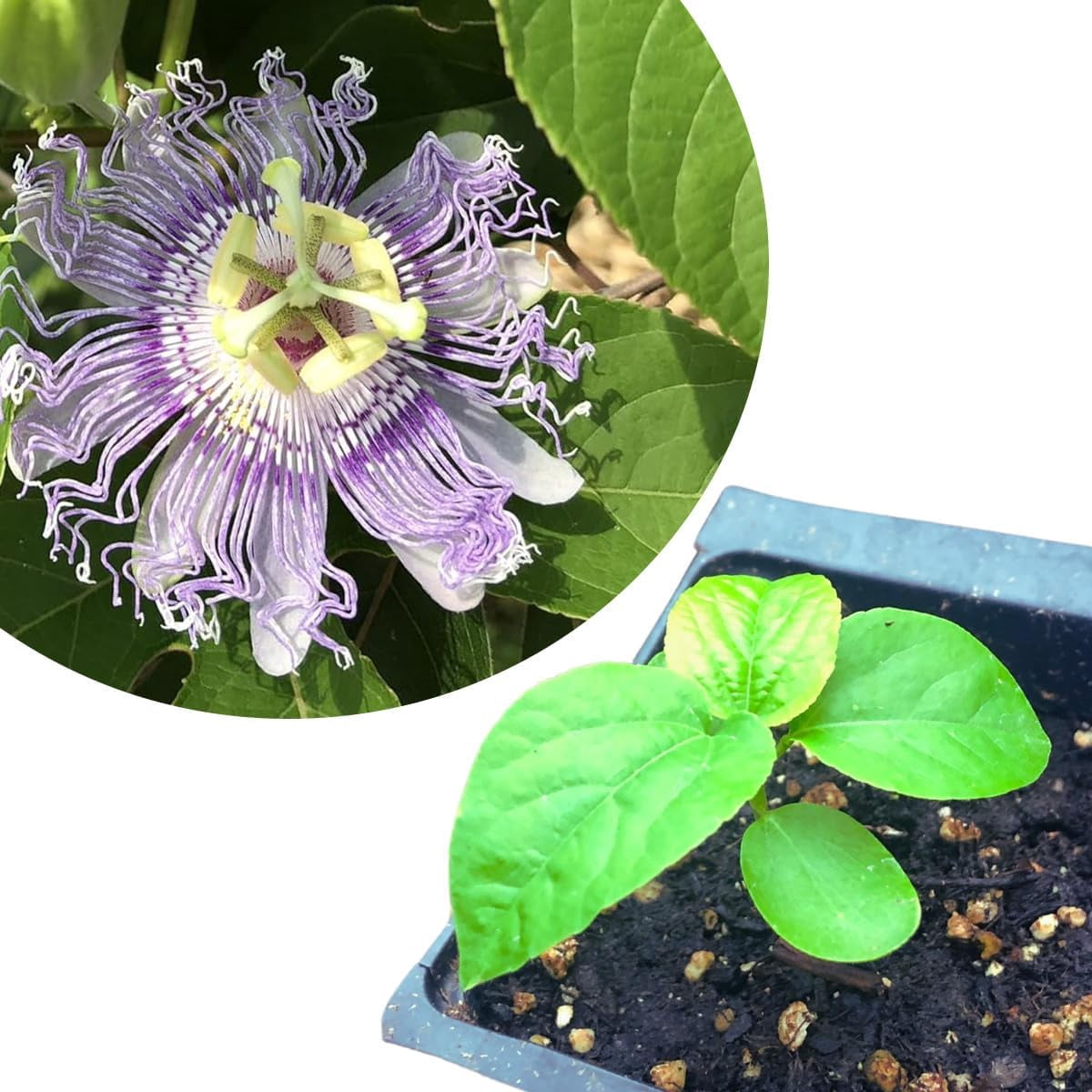 Passionflower (Passiflora incarnata) Organic Plant in 2.5-inch Pot by ...
