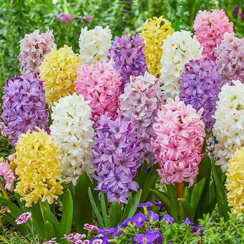 Pastel Mix Hyacinth Bulbs for Planting - Easy to Grow Perennial ...