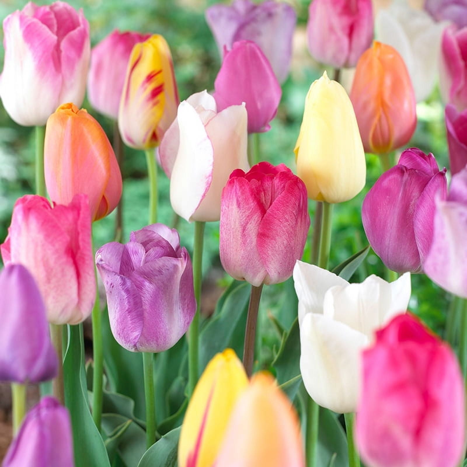 Pastel Mix Triumph Tulip Flower Bulbs Value Bag - 50 Bulbs per Pack - Good as Cut Flowers - Good ...