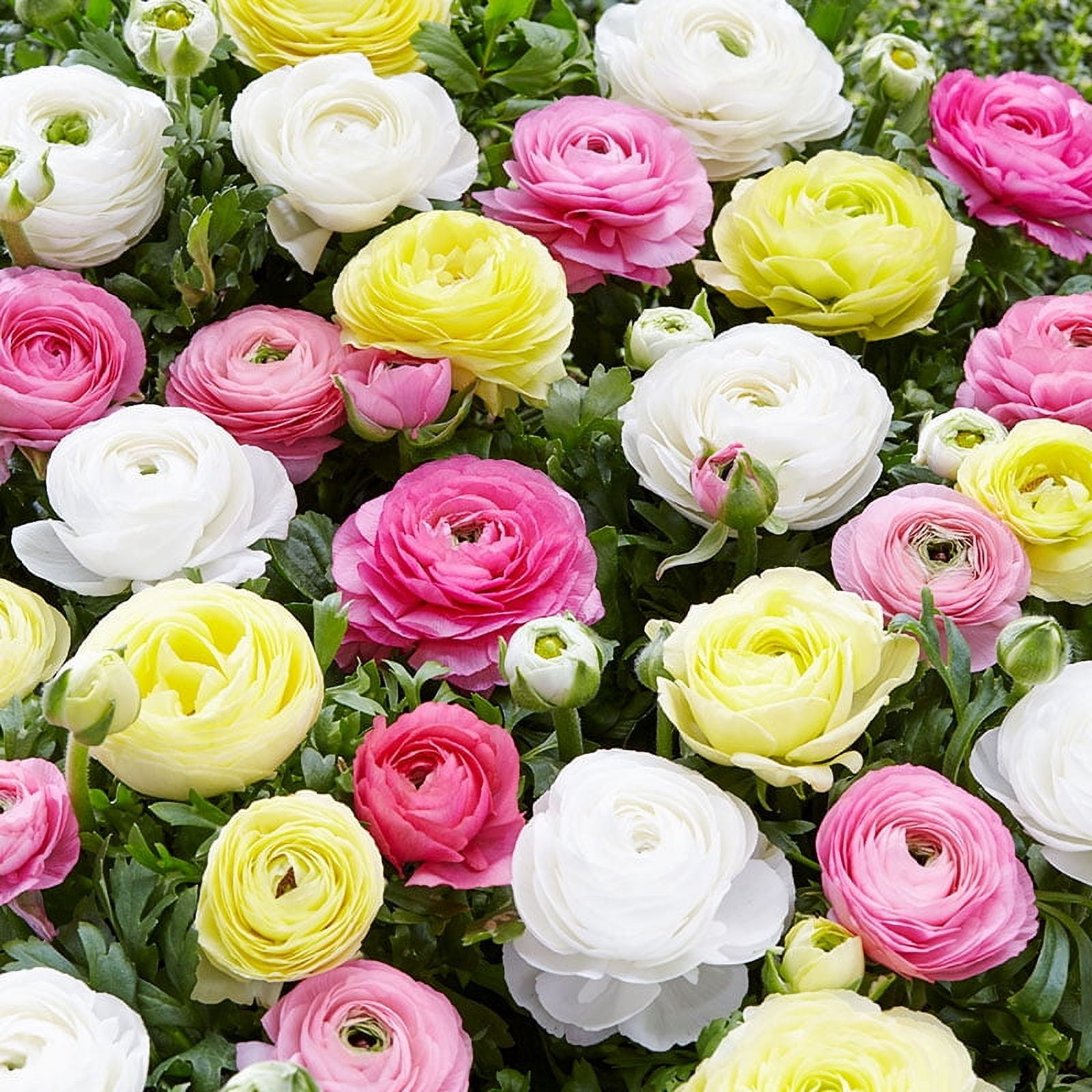 Pastel Peonies Ranunculus Blend Flower Bulbs - 30 Bulbs per Pack ...