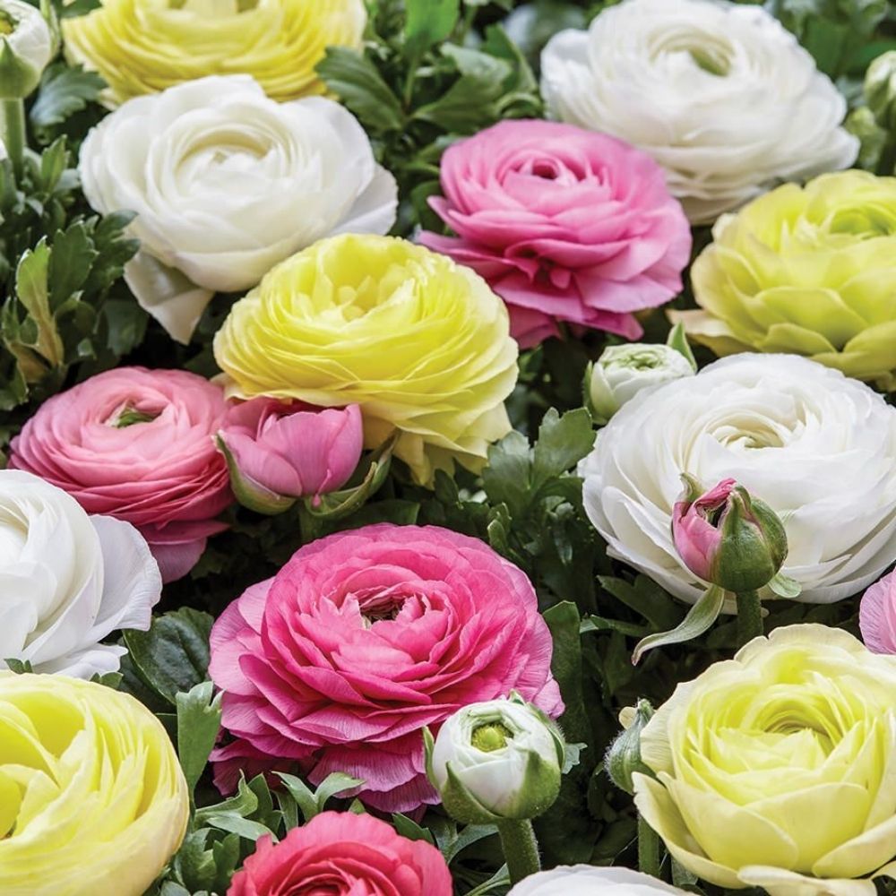 Pastel Peonies Ranunculus Mix - 20 Bulbs - Walmart.com